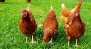 Evans Chickens current available stock of poultry for sale.