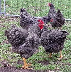 Dark Barred Plymouth Rock Pullets Now Available | Evans Chickens