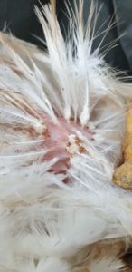 Lice & mites in your chicken flock and how to treat.