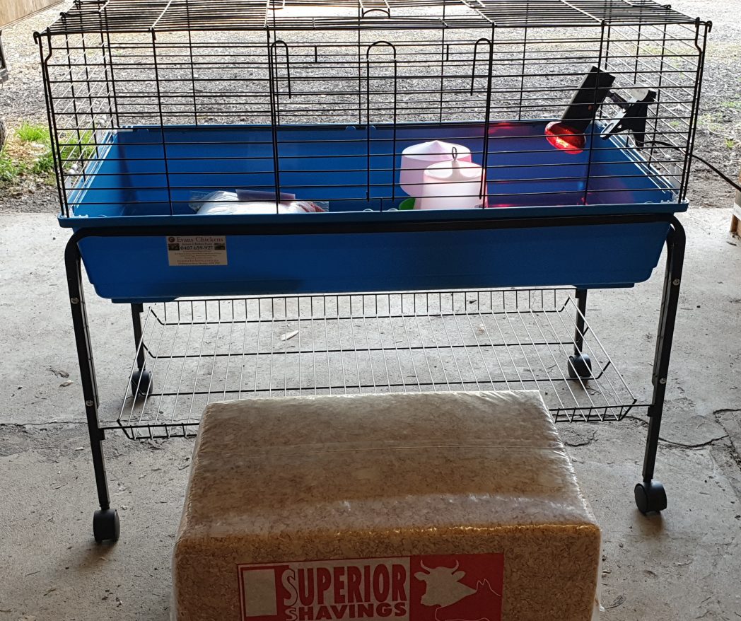 Chick Brooder Rent or Buy | Evans Chickens