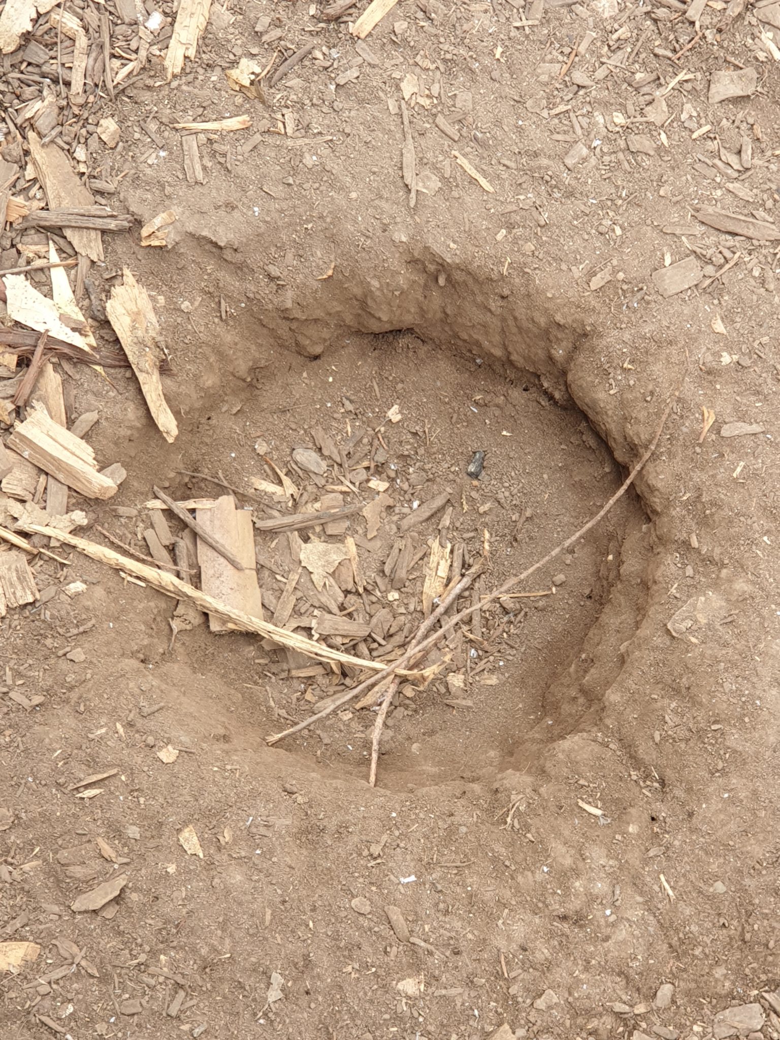 Lice & Mites in Chickens & How to Treat Them. | Evans Chickens