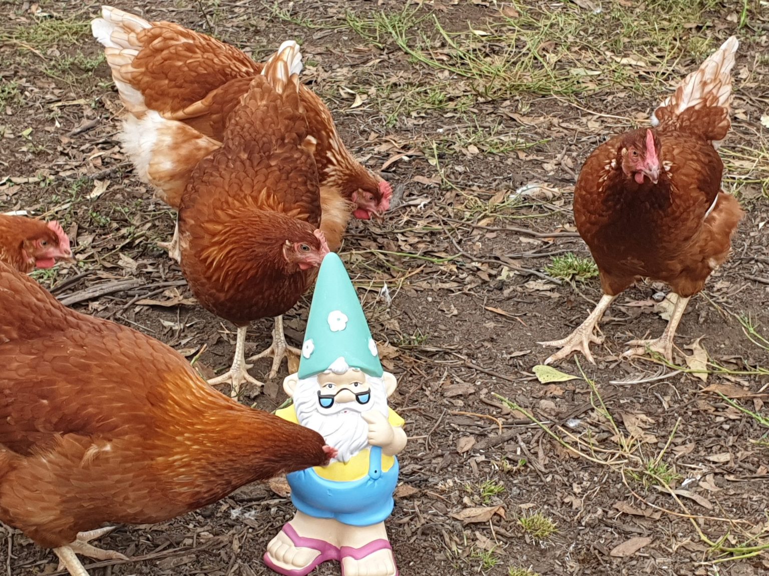 Hyline Browns – Excellent Layers | Evans Chickens