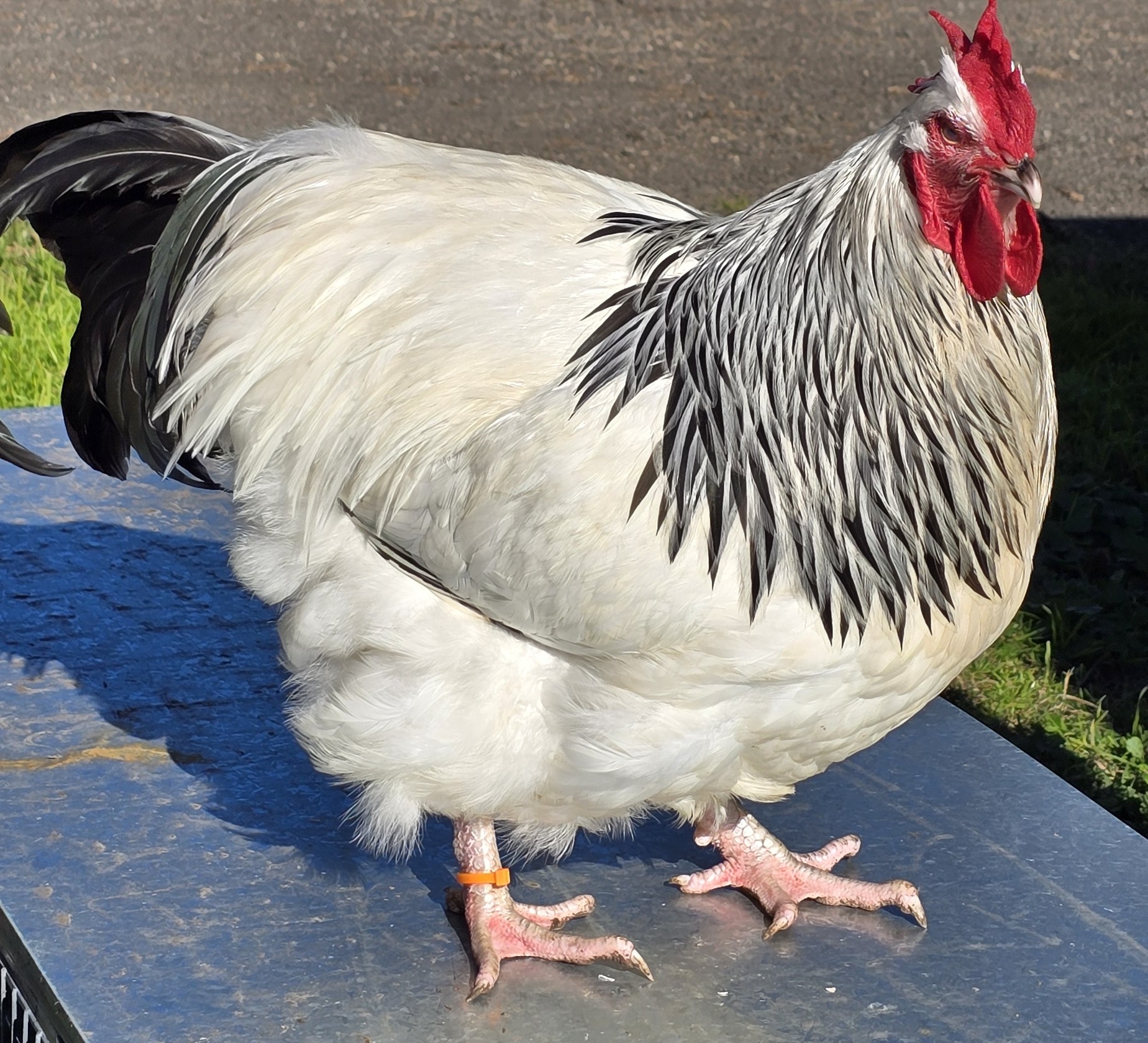 Evans Chickens current available stock of poultry for sale.