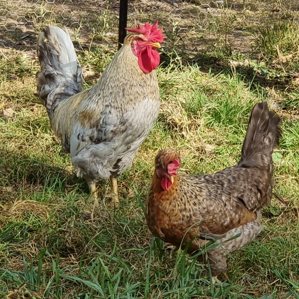 Cream Legbar Chickens | The Blue Egg Layer