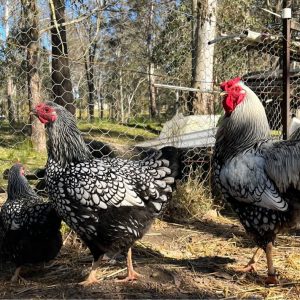 Gold Laced & Silver Laced Wyandotte Chickens Evans Chicken