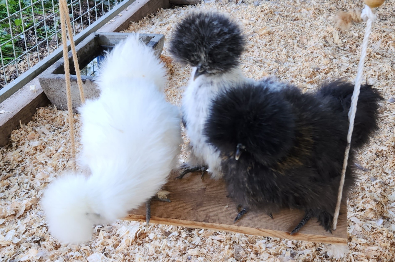 Evans Chickens current available stock of poultry for sale.